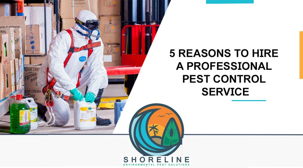 5 Reasons to Hire a Professional Pest Control Service - Shoreline ...