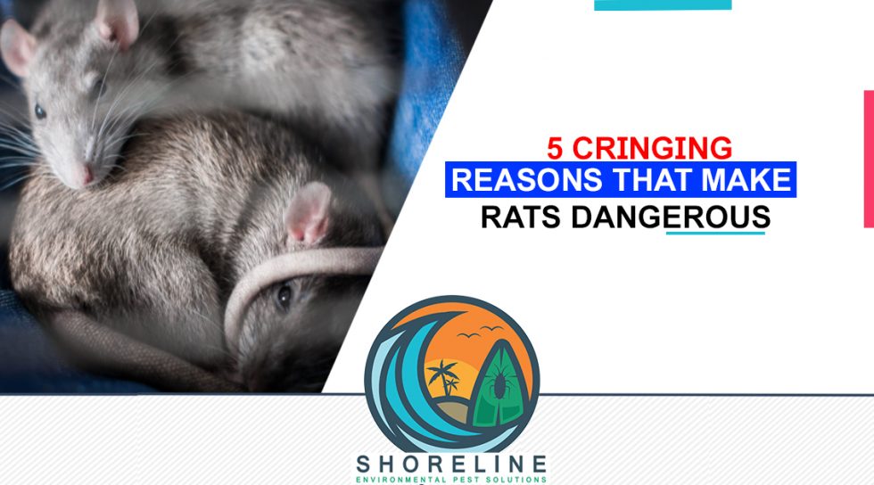 5 Cringing Reasons That Make Rats Dangerous - Shoreline Environmental Pest Solutions