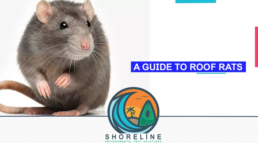 A Guide To Roof Rats - Shoreline Environmental Pest Solutions