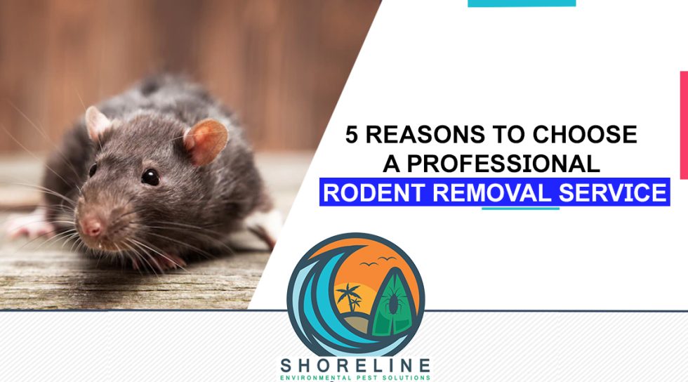 5 Reasons to Choose a Professional Rodent Removal Service - Shoreline ...