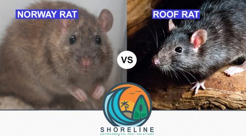 Roof Rats vs Norway Rats: A Complete Comparison - Shoreline Environmental Pest Solutions