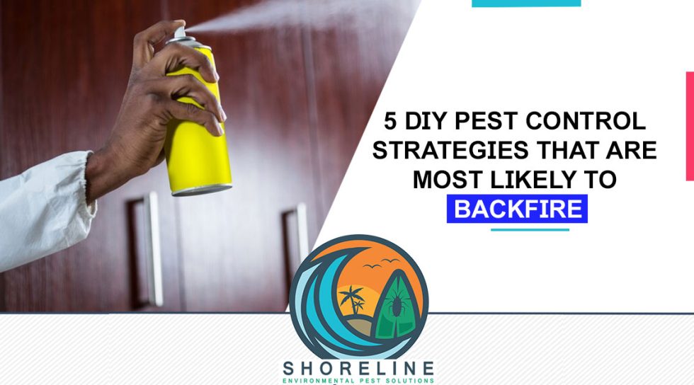 5 DIY Pest Control Strategies That Are Most Likely To Backfire ...