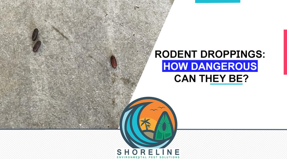 Rodent Droppings: How Dangerous Can They Be? - Shoreline Environmental ...