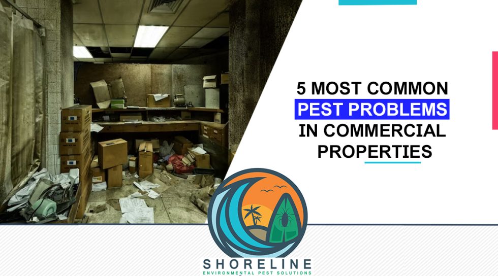 5 Most Common Pest Problems In Commercial Properties - Shoreline ...