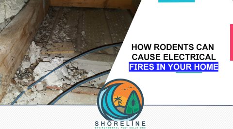 How Rodents Can Cause Electrical Fires in Your Home - Shoreline ...