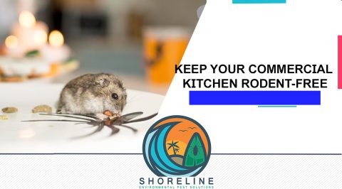Keep Your Commercial Kitchen Rodent-Free: Prevention Tips You Need to ...