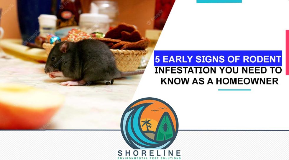 5 Early Signs of a Rodent Infestation You Need to Know as a Homeowner ...