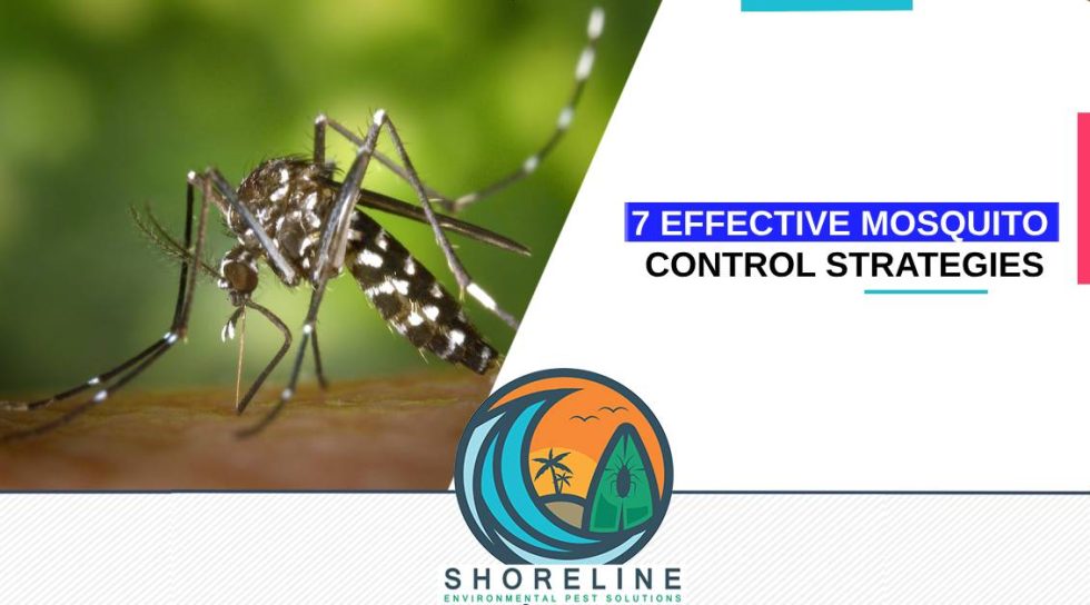 7 Effective Mosquito Control Strategies for a Bite-Free Summer ...