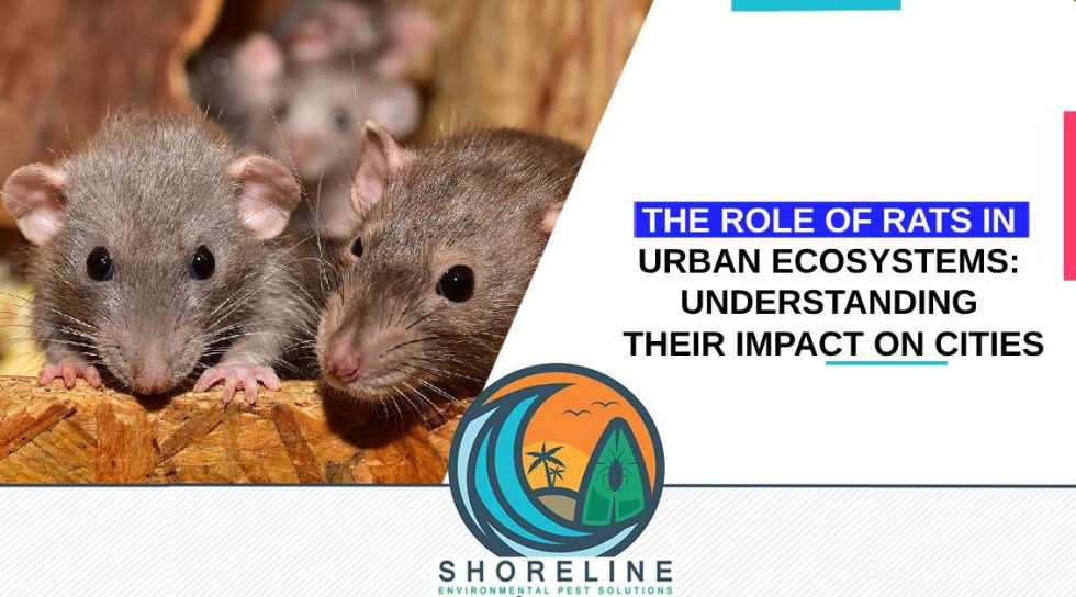The Role of Rats in Urban Ecosystems: Understanding Their Impact on Cities - Shoreline ...