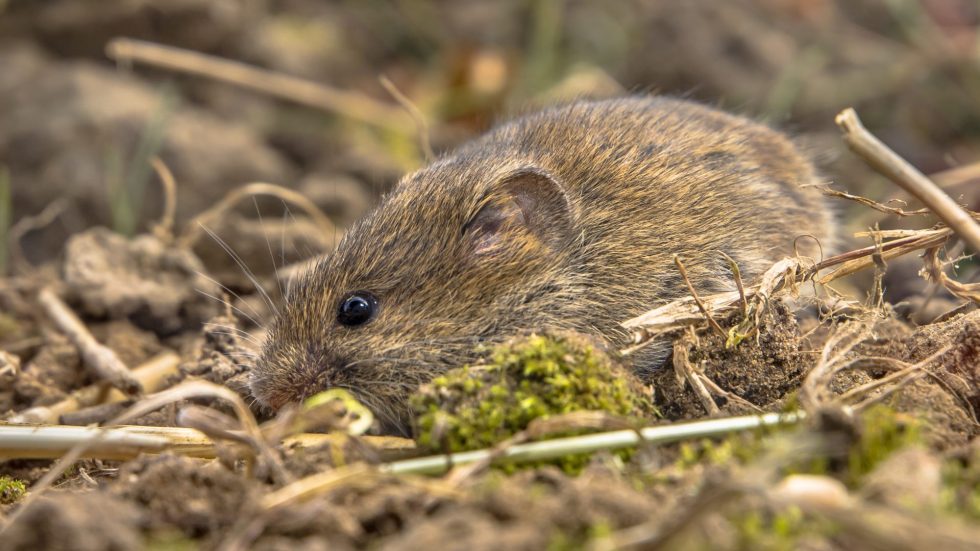 Your guide to field mice - Shoreline Environmental Pest Solutions
